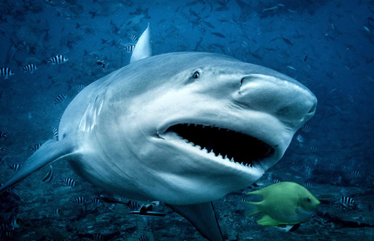 The world's most dangerous sharks, ranked