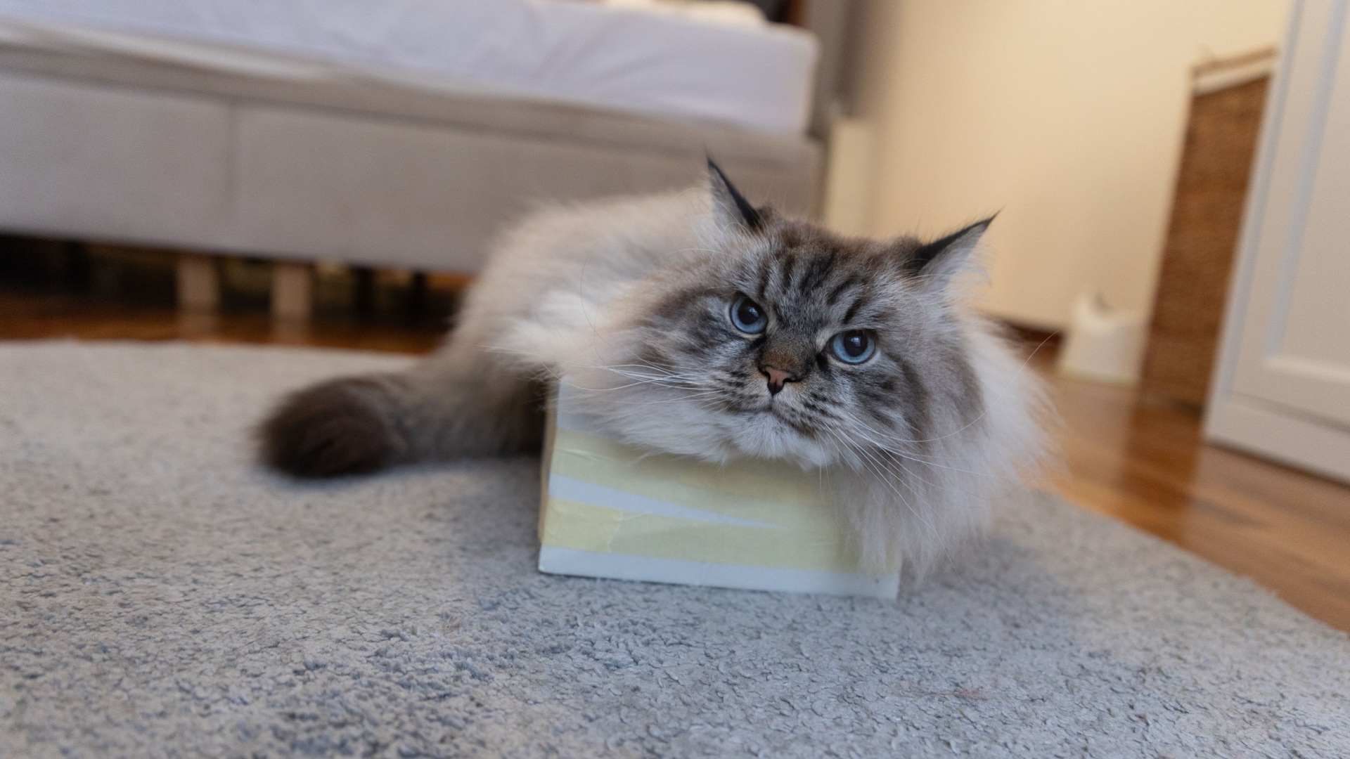 8 Funny Things Cats Do When They Think No One Is Watching