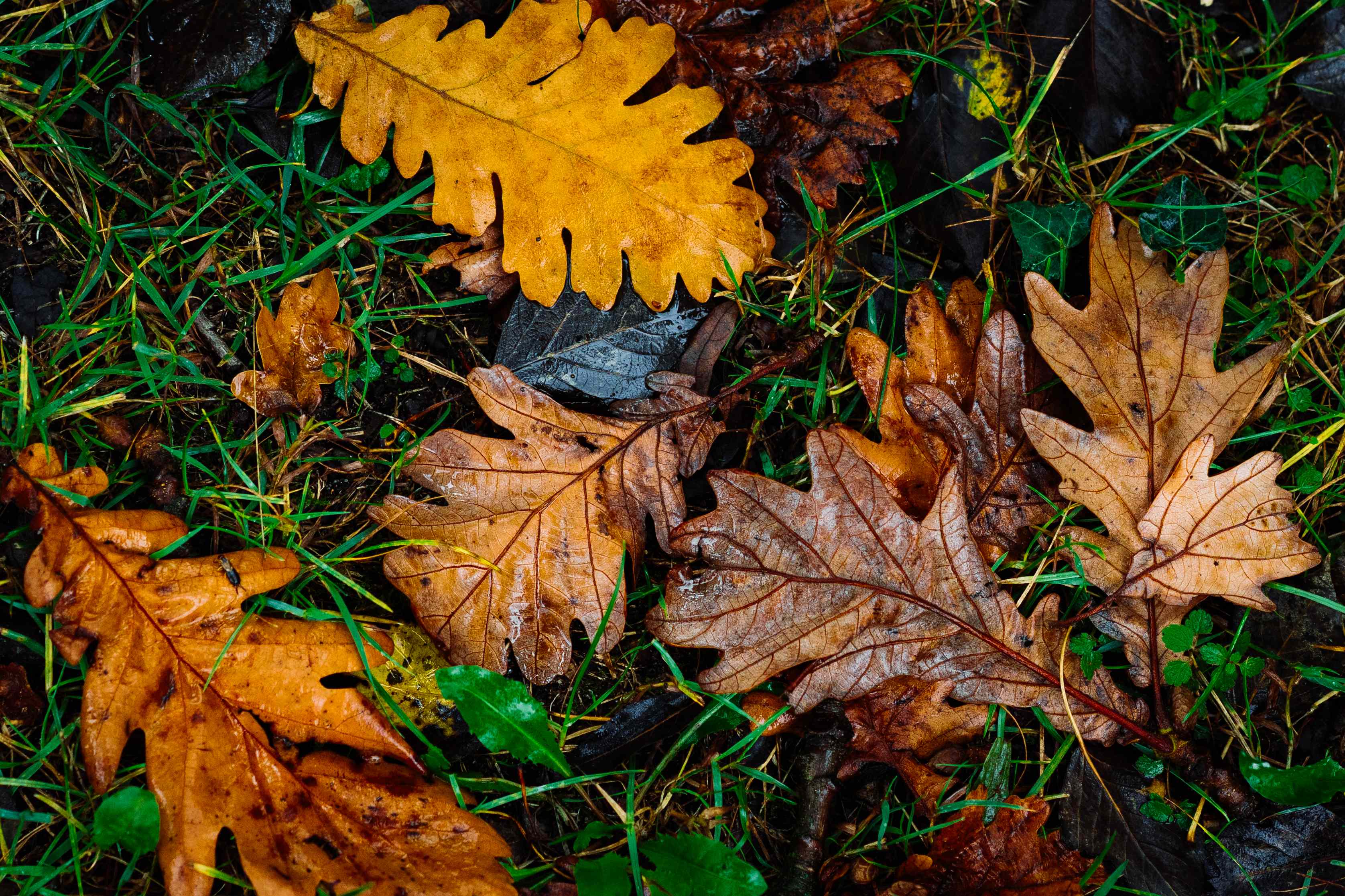 What Happens When You Leave Wet Leaves On Your Lawn Too Long?