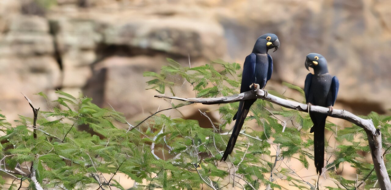 Mapping priority areas to reduce macaw deaths from electric shock in Brazil