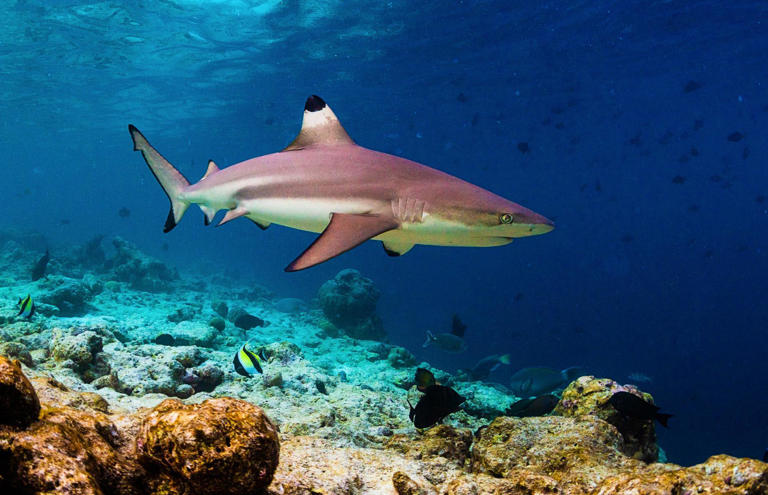 The world's most dangerous sharks, ranked