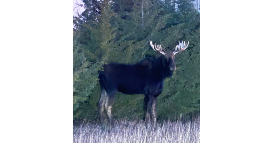 Moose wanders through Kansas cornfield, captured on camera