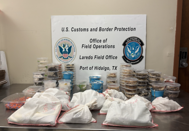 CBP seizes 166 exotic pets, including pythons and tarantulas, from car ...