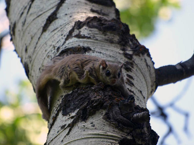 Have you seen or heard of these rare Utah animals?
