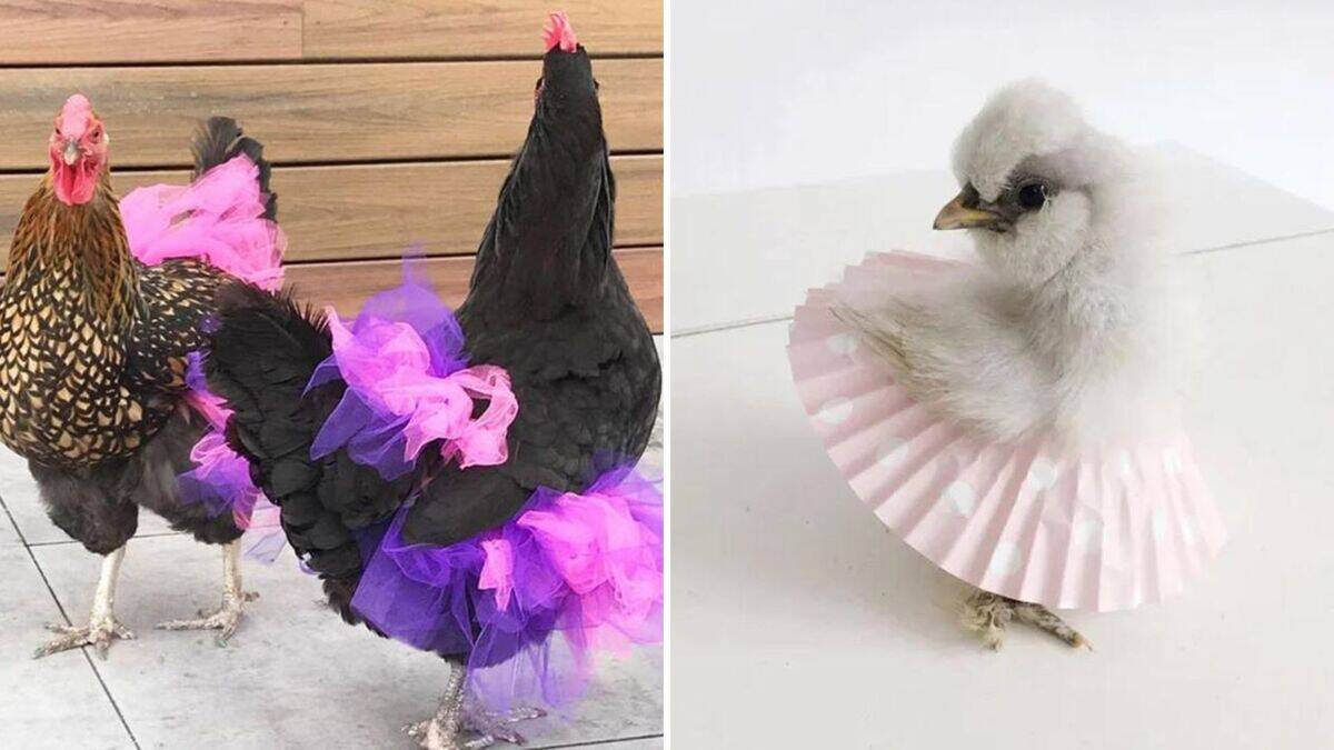Hilarious Photos Of Pet Chickens Wearing Tutus