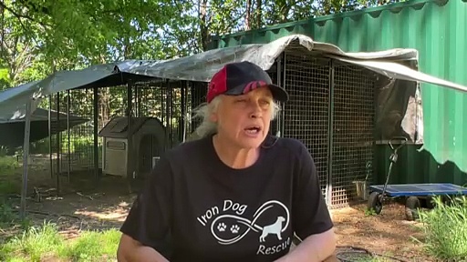 NSW animal shelter under pressure over number of abandoned Rottweilers