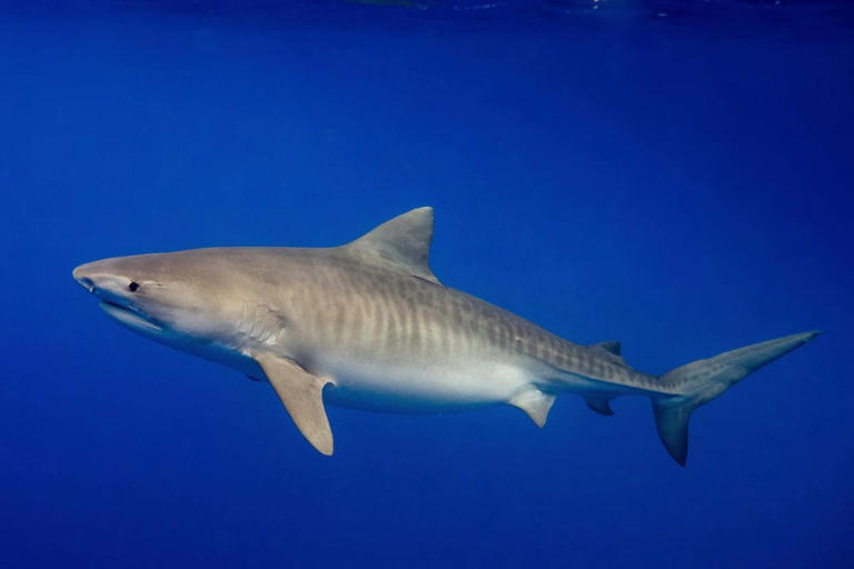 List of 10 Largest Sharks in the World Ever Recorded
