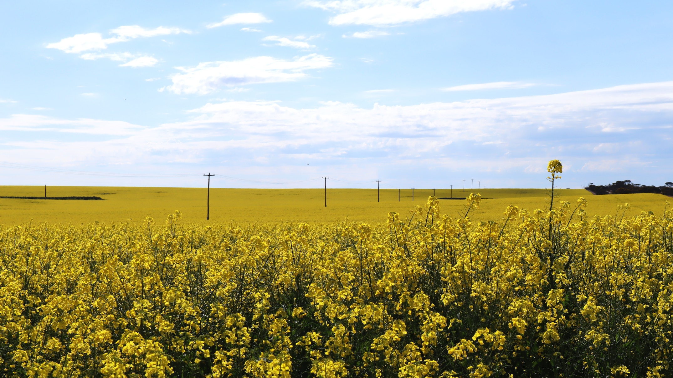 Strong prices, good conditions encourage Queensland farmers to trial canola