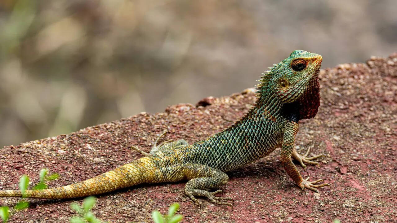 11 unbelievable yet true facts about the lizards we see every day