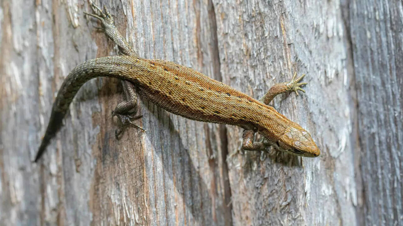 11 unbelievable yet true facts about the lizards we see every day