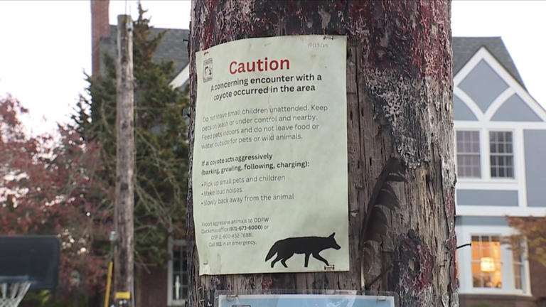 Coyote attacks, chases 9-year-old child playing hide-and-seek in Oregon