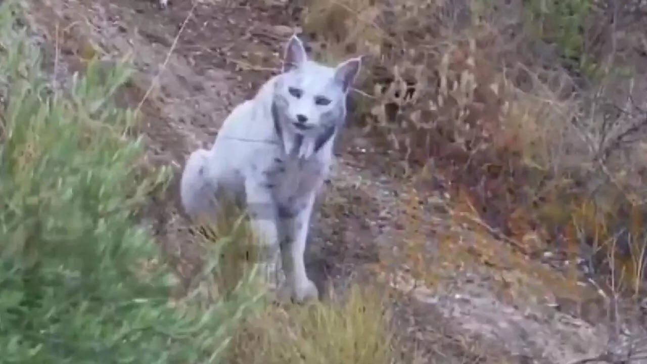 World’s first rare white Iberian lynx captured on camera in Spain’s ...