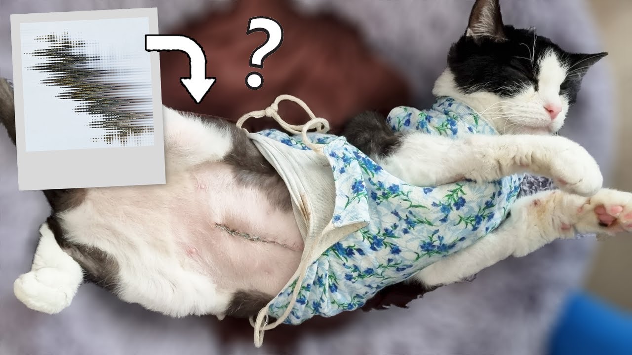 Cat Surgery Scar After Two Years of Healing