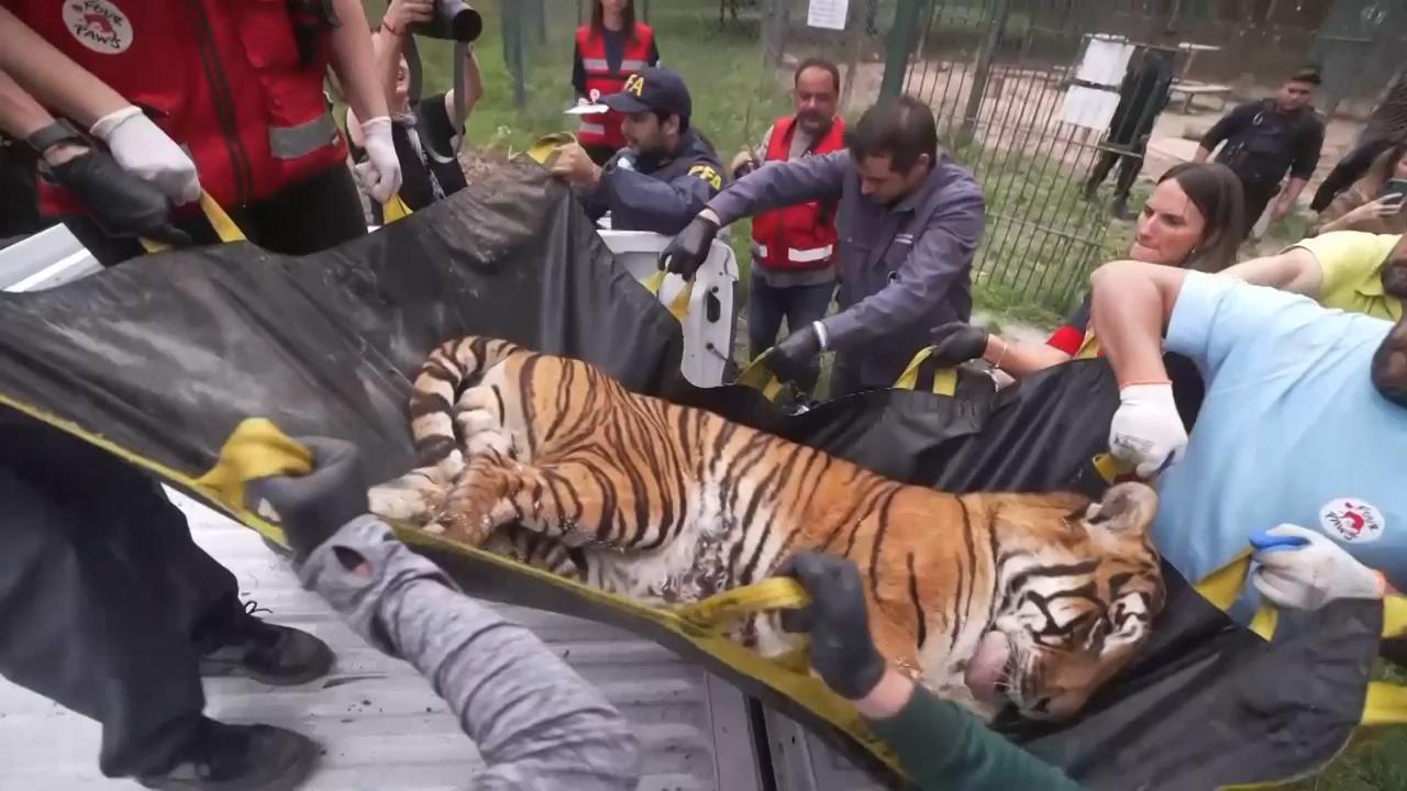 Years after Argentina shut notorious zoo, stranded animals are finally ...
