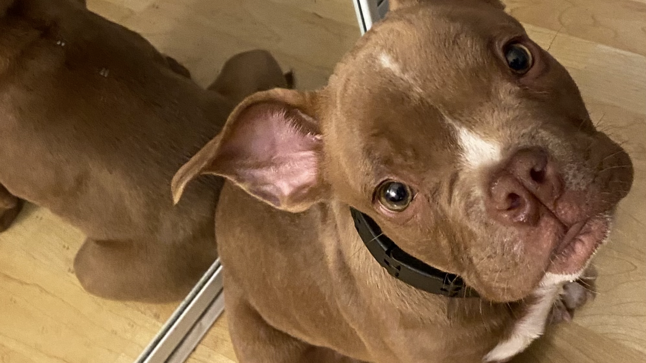 'Buddy' the dog missing after being stolen by 17-time convicted felon ...