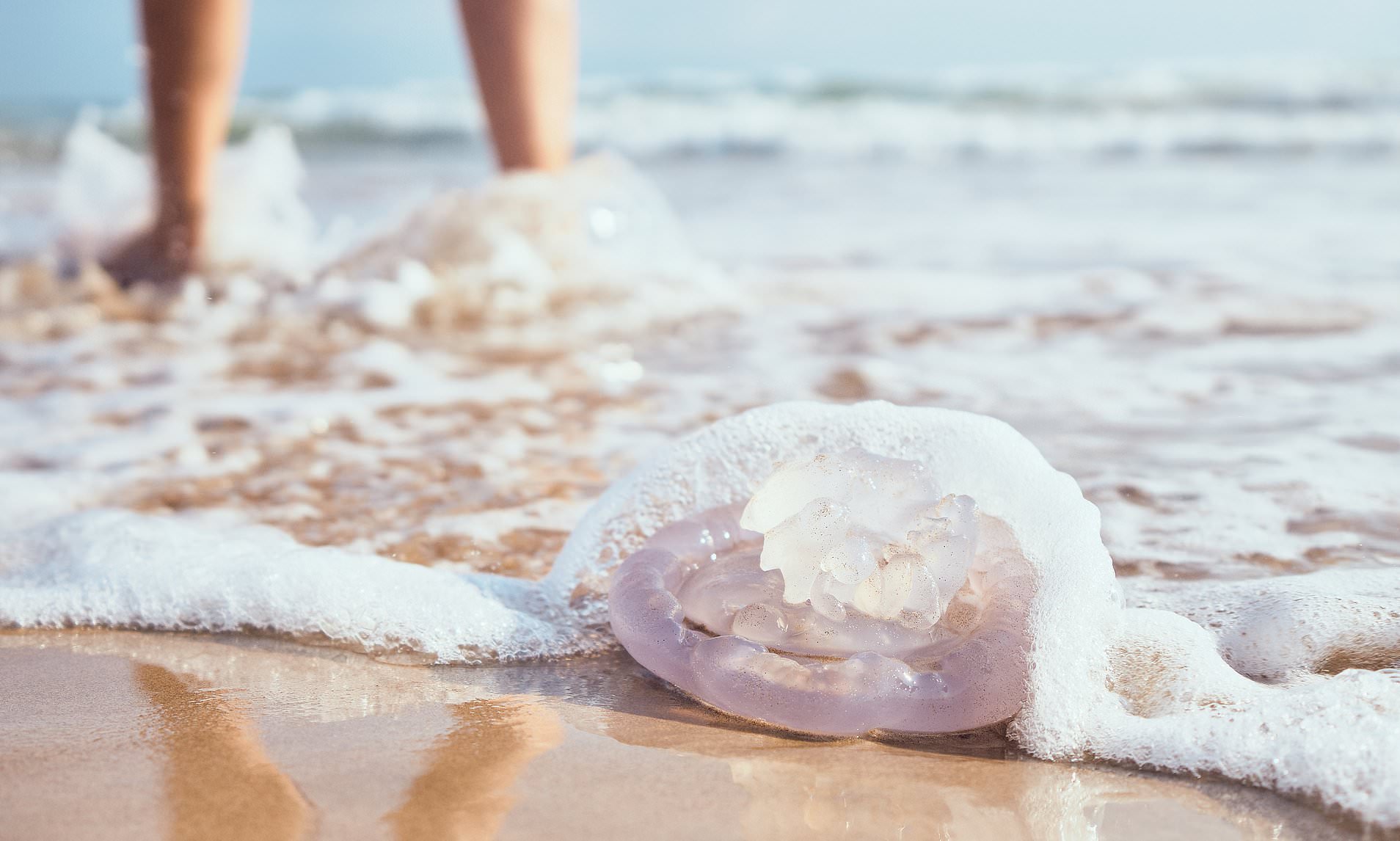 How to actually heal a jellyfish sting during your next beach trip
