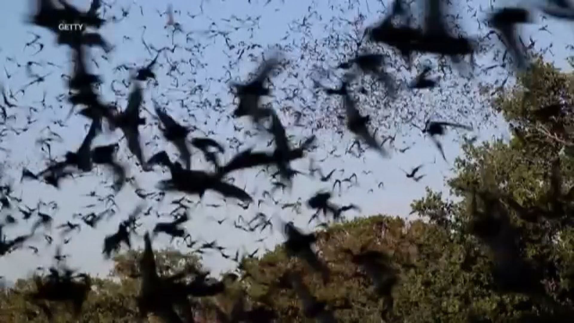 Local efforts help bats find homes during Bat Appreciation Month