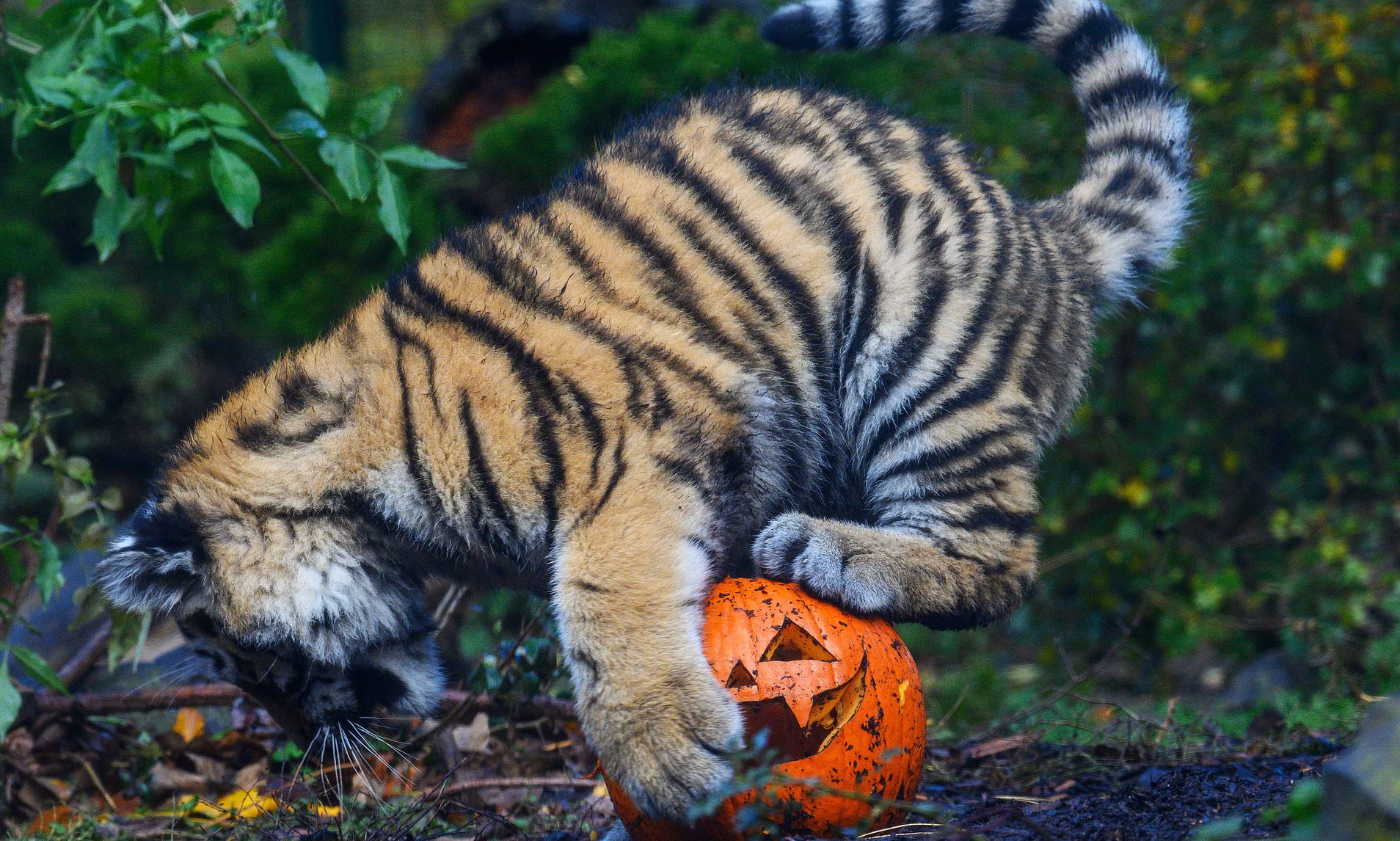 Feline spooky! Sweet moment tiger plays with pumpkin on Halloween
