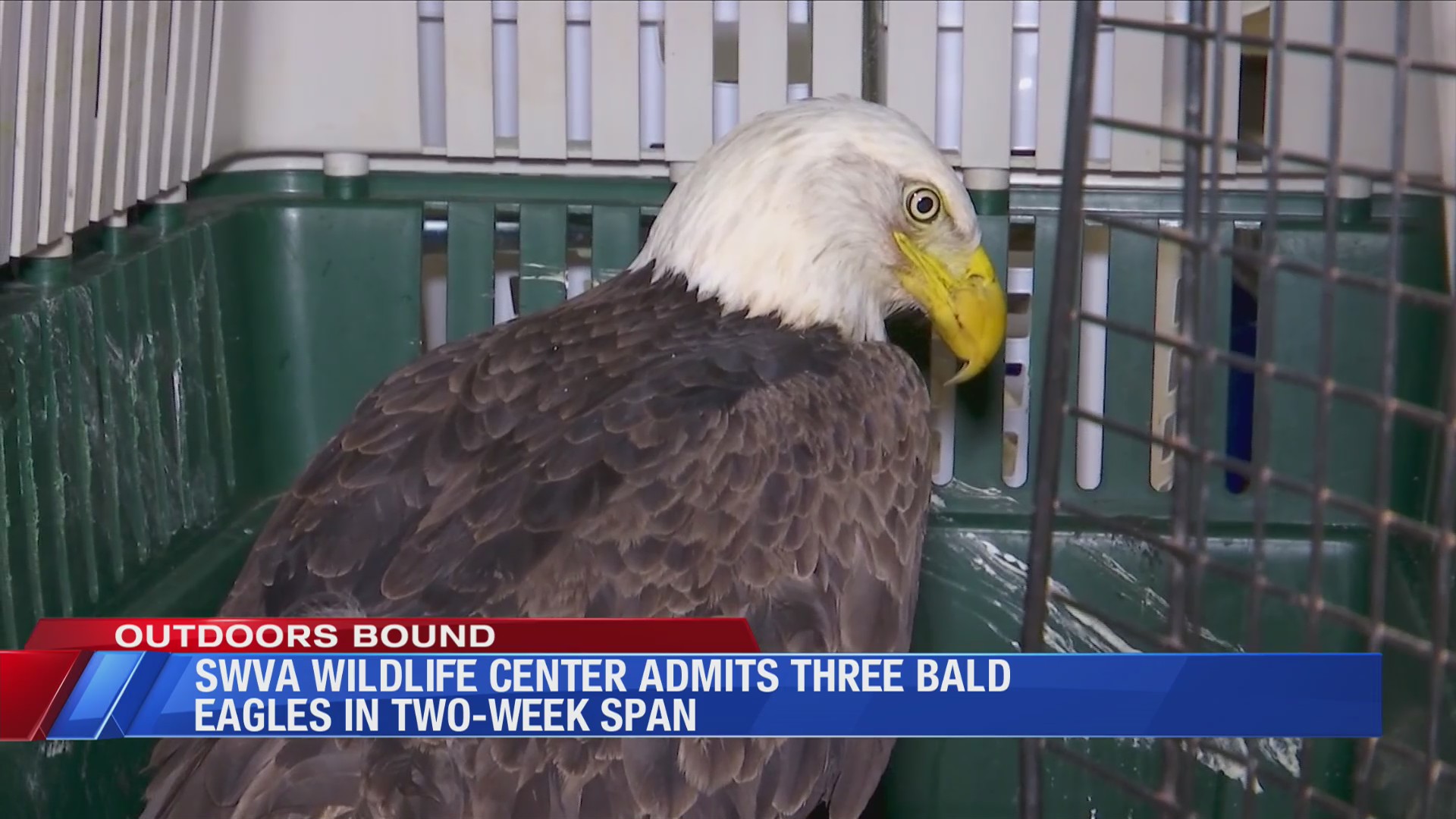 Southwest Virginia Wildlife Center admits three bald eagles in two-week ...