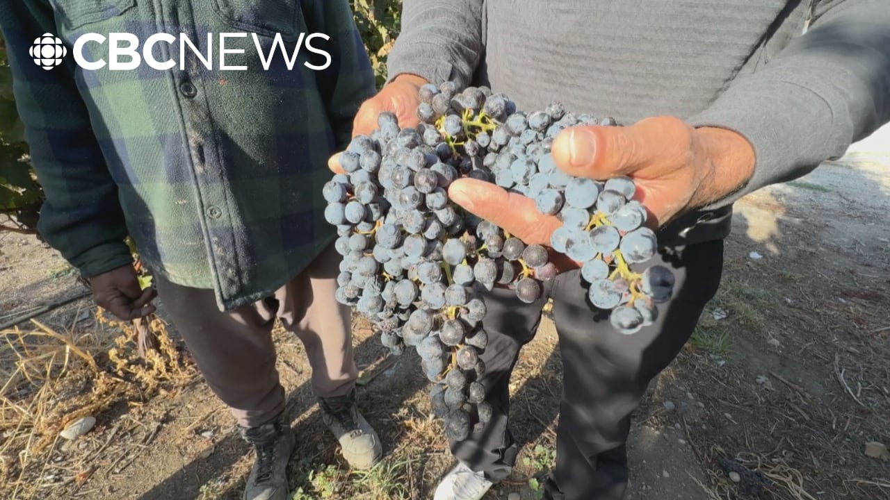 B.C. grape growers can't find buyers — even as wineries allowed to ...
