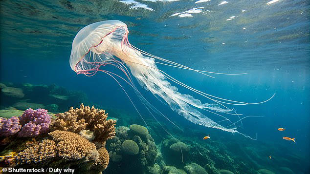 How to actually heal a jellyfish sting during your next beach trip
