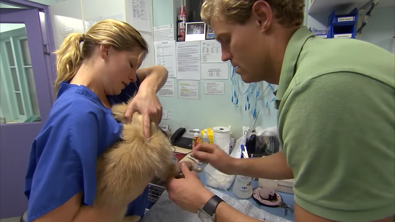 Weirdest things dogs have thrown up