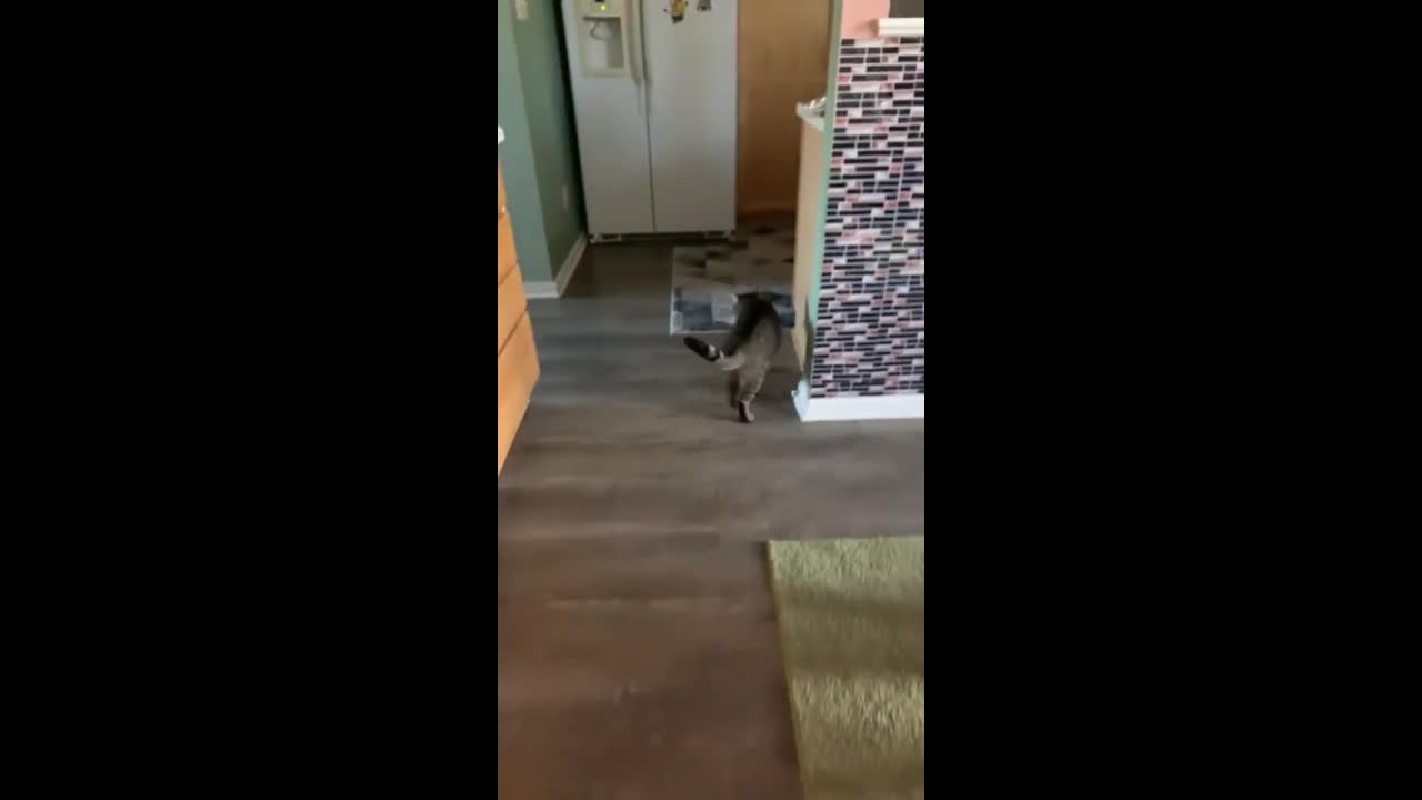 Cat cleaning paws after a walk in Fujian, China