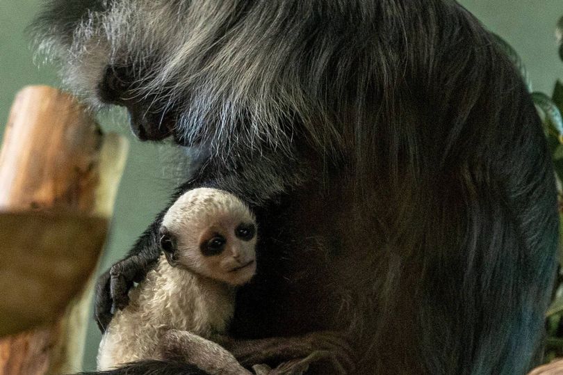 'Ghost-white' monkey pictured in Paignton as zoo announces rare arrival