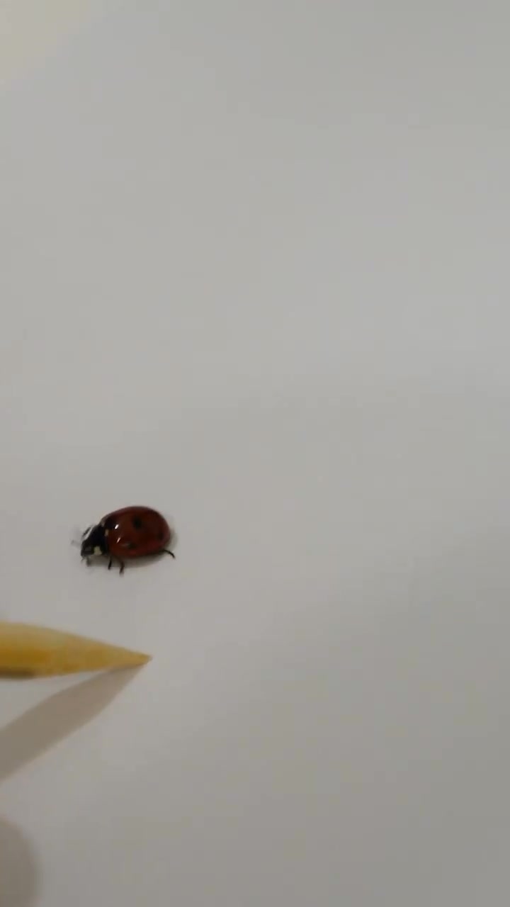 This ladybug can’t resist my pen