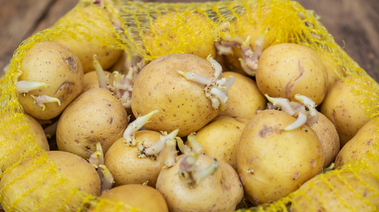 Experts Chime In On The Mistakes Everyone Makes When Cooking With Spuds