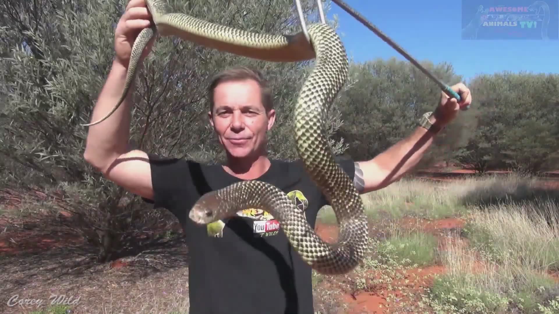 Big angry snakes warning