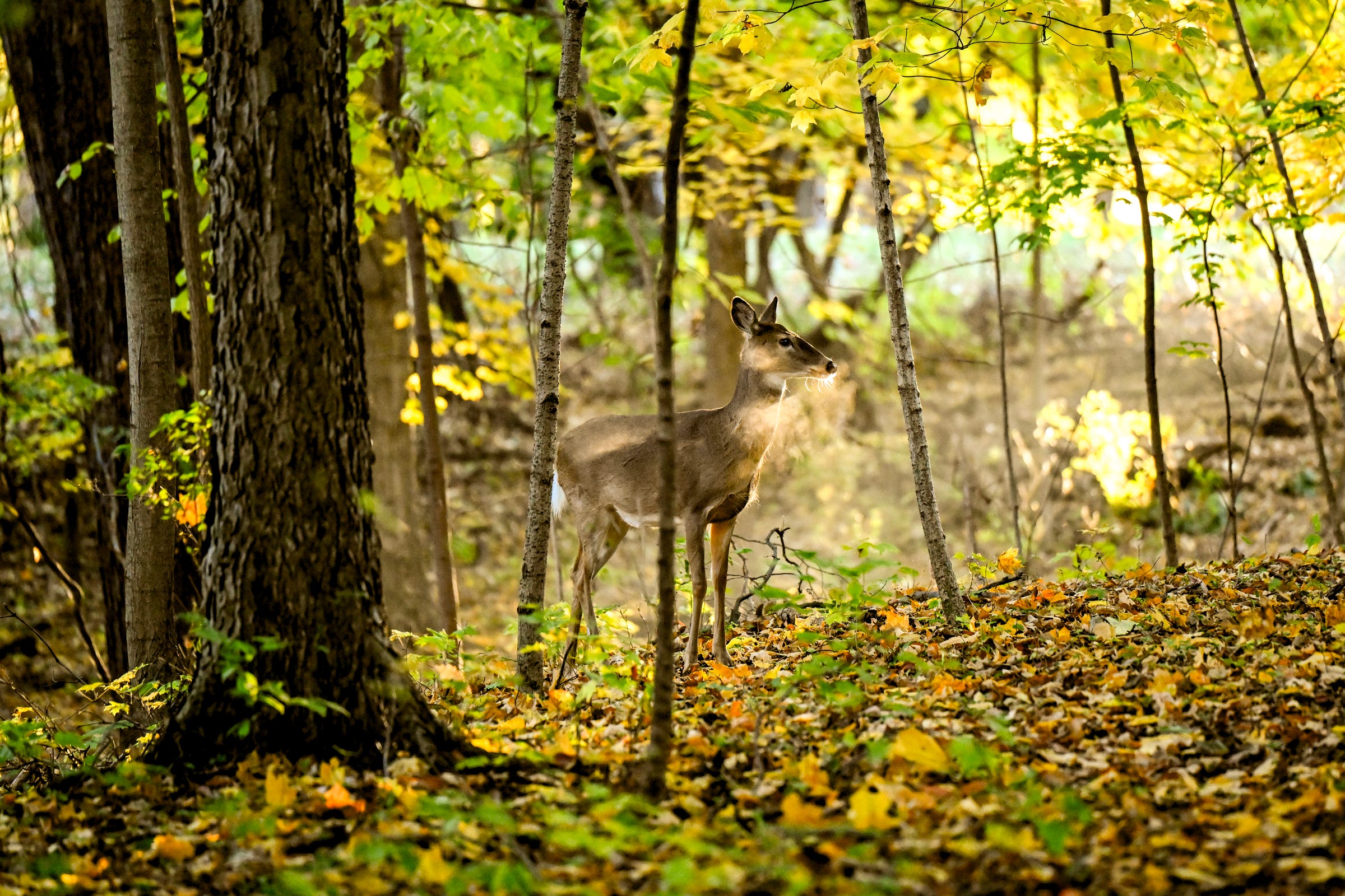 Hunting licenses and other things to know about Indiana deer regulations
