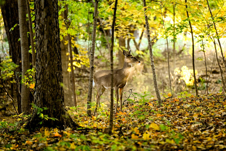 A Walk in the Park: Lansing Township's Keegan Nature Park offers trails ...