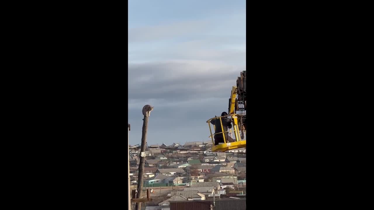 Lynx chased by dogs climbs power line pole in Tatarstan, Russia