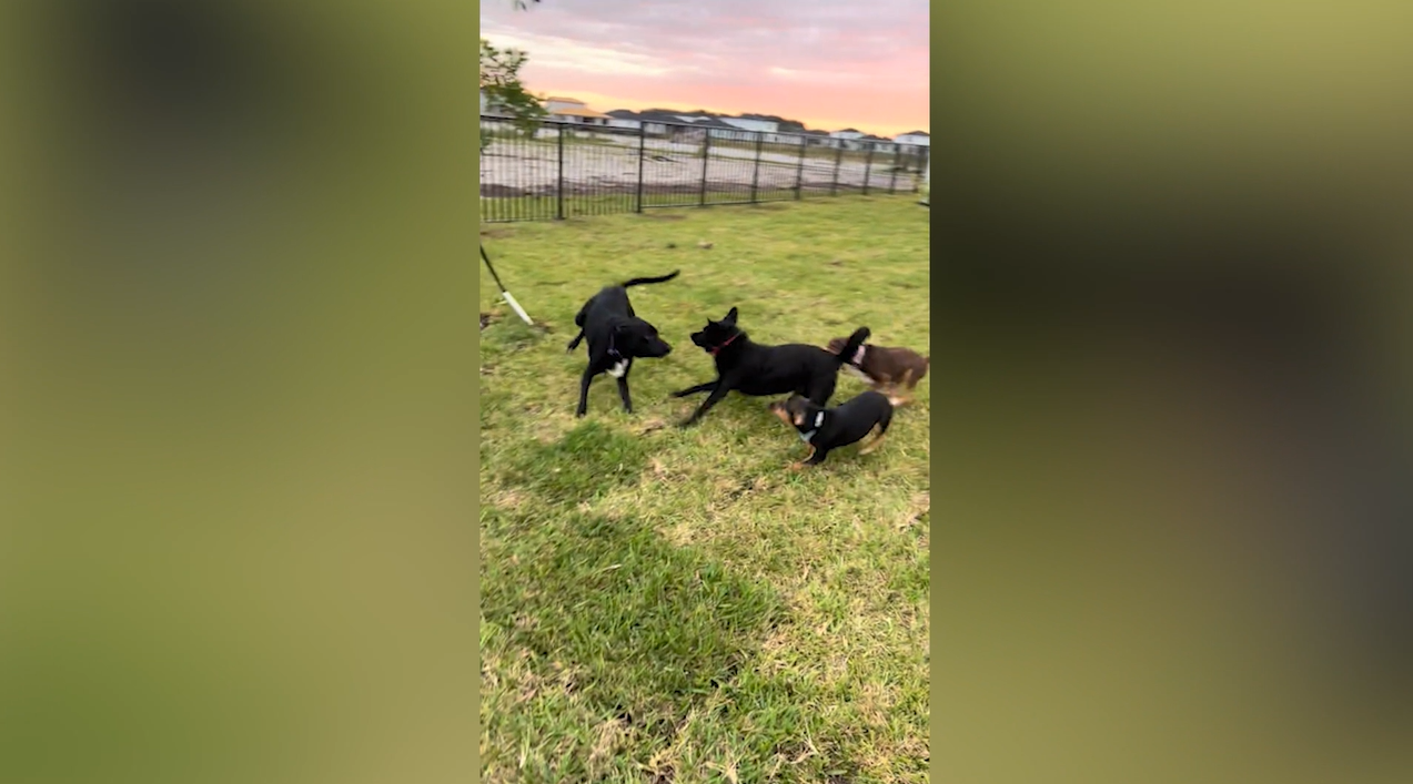 Moment Dogs Finally Get To Run Around Their New Fenced Yard