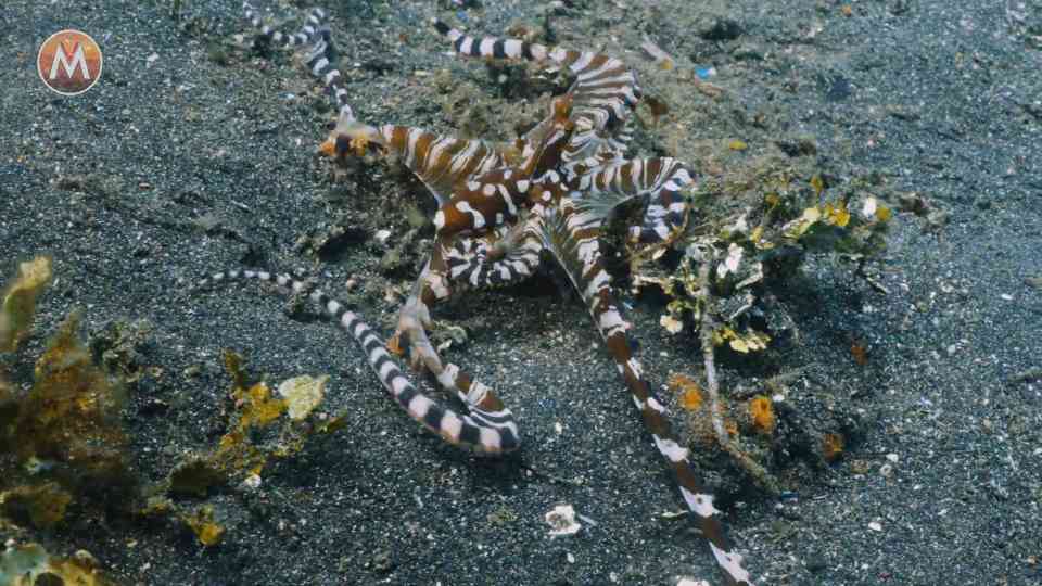 Meet the world’s smartest octopus