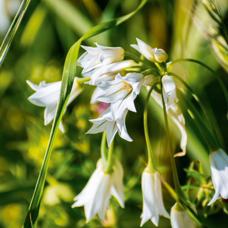 Don't plant these invasive bulbs in your garden, warn experts – they'll ...