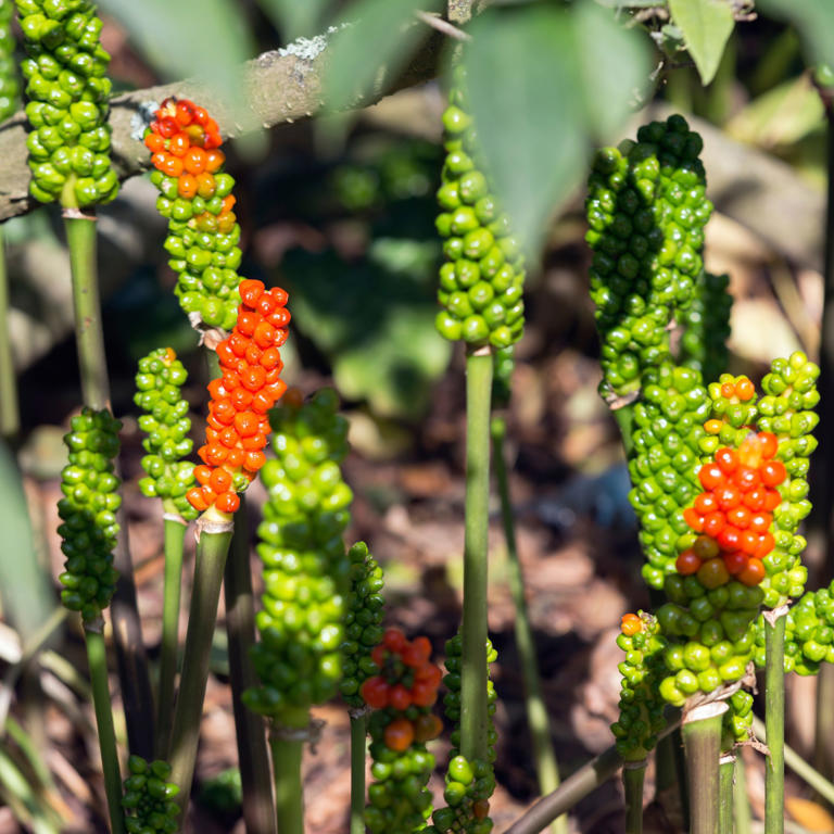 Don't plant these invasive bulbs in your garden, warn experts – they'll ...