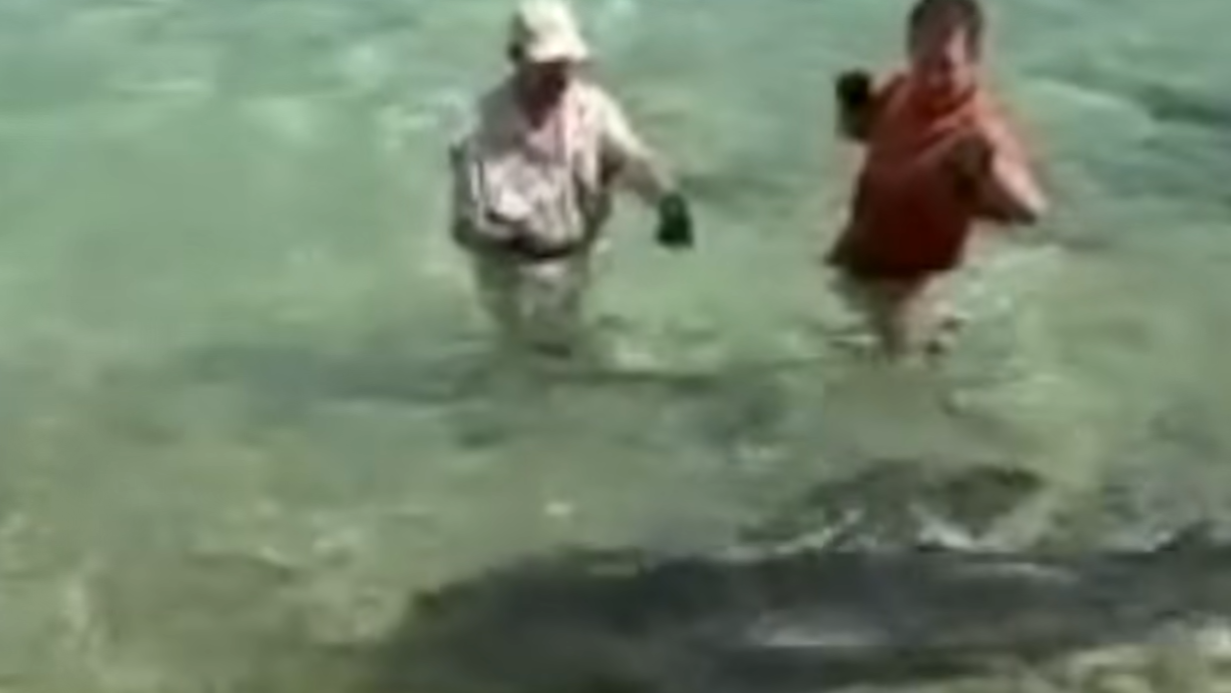 Shark scientist reacts to Shark attack videos