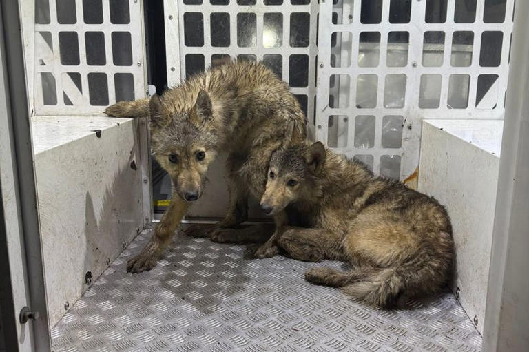 Three 'wolves' found roaming the streets of UK town