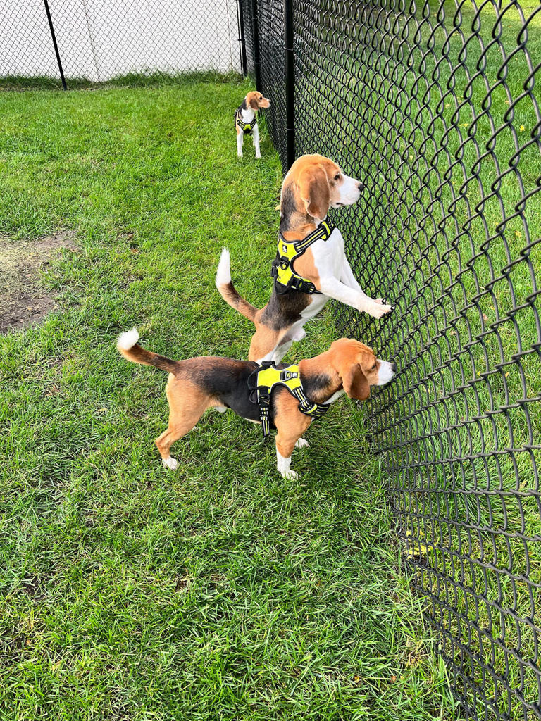 My beagle spent years in a laboratory. Has testing on dogs finally had ...