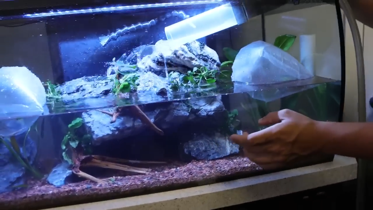 My new aquarium pets can breathe air and climb out