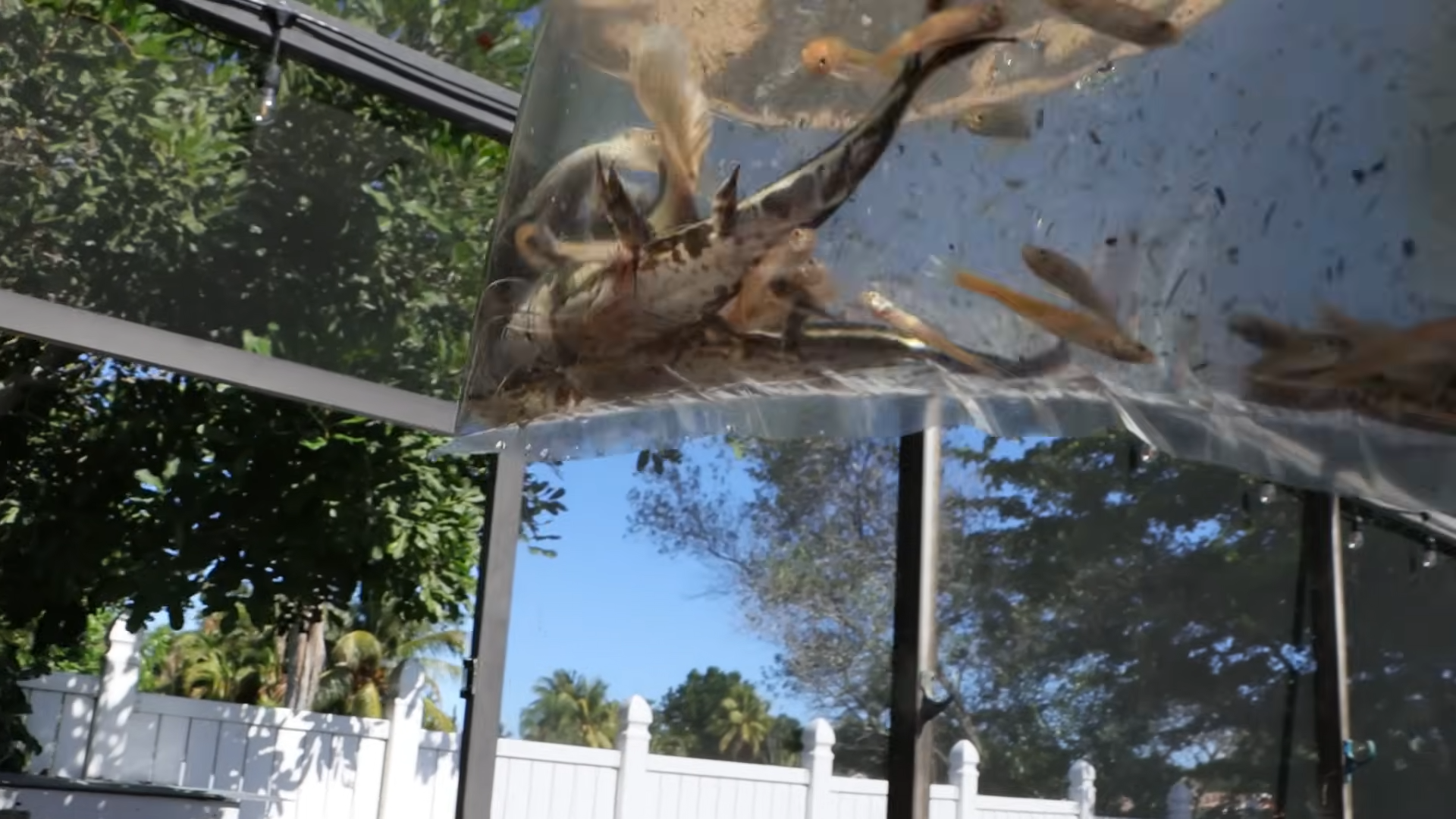 Stocking an aquarium with hundreds of wild pond monsters