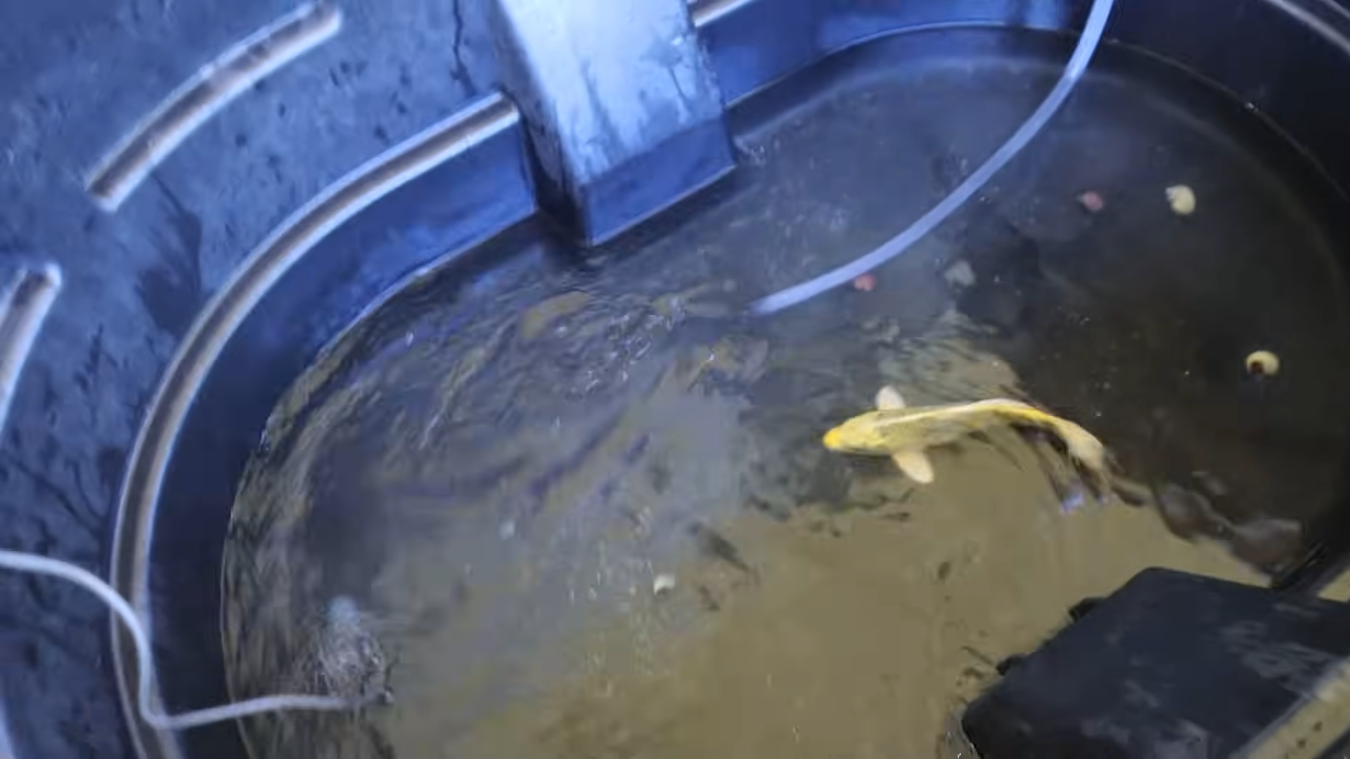 Mystery pond filled with aquarium fish secrets
