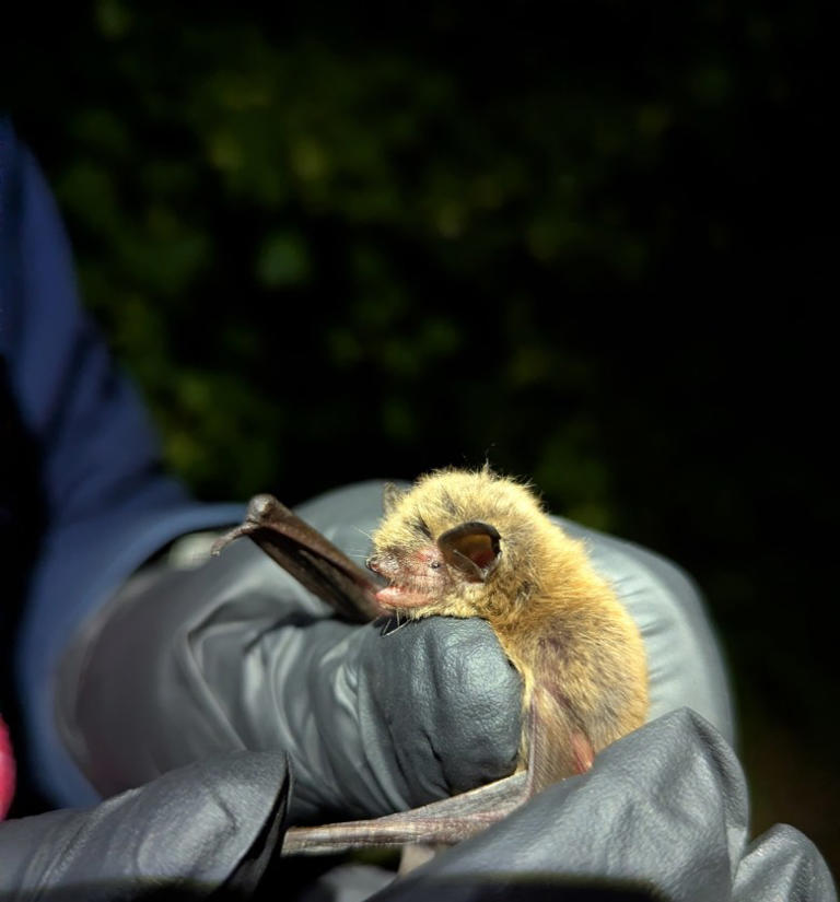 Spooky or just misunderstood? Wyoming’s wide variety of bats are mostly ...