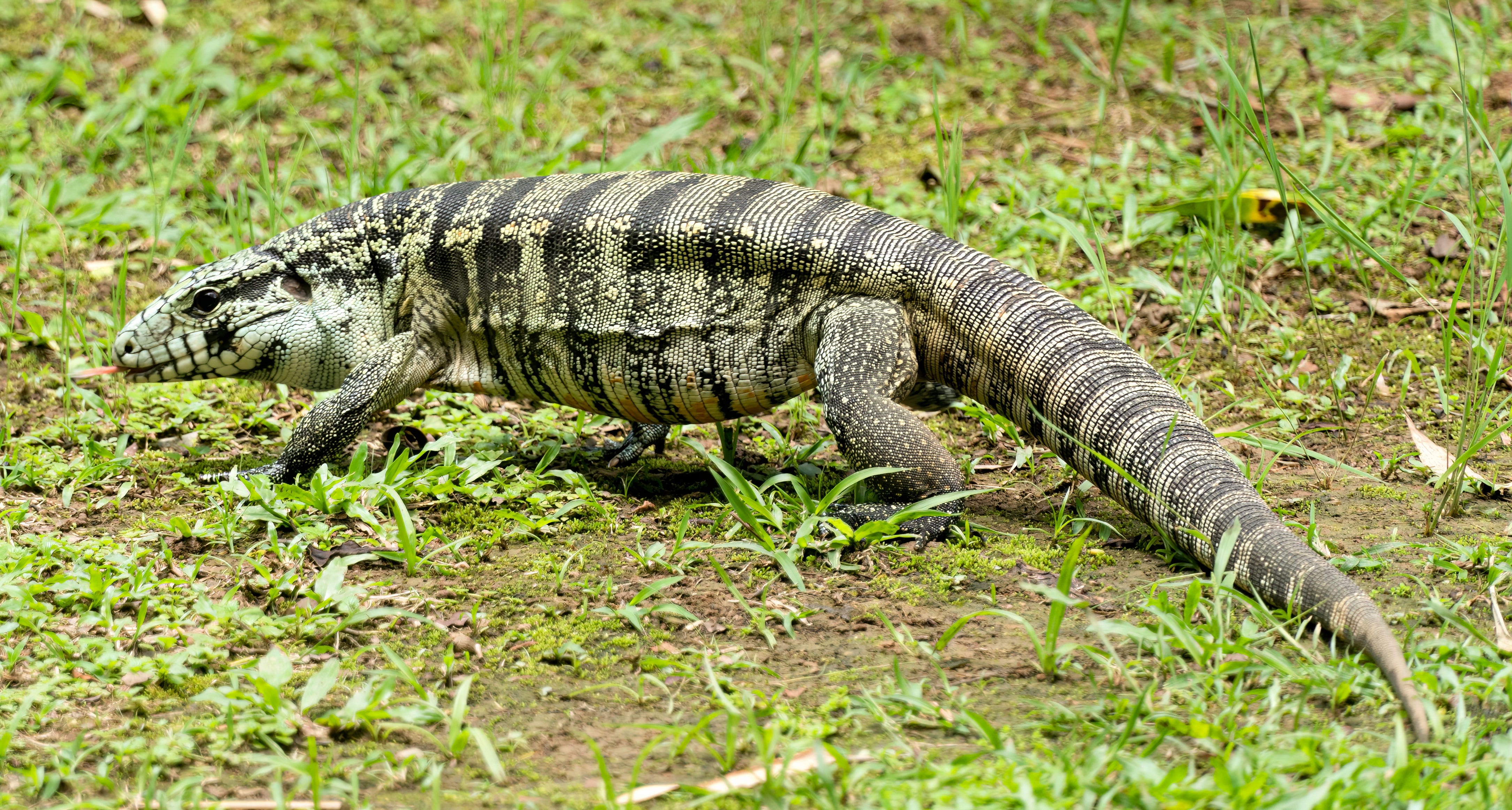 What's that creature eating your car bumper? Beware of SC's 'Lizard Man ...