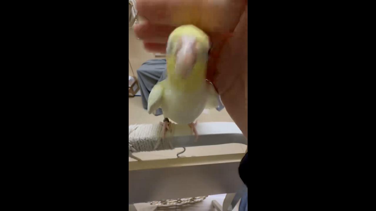 The Parrot Is a Rapper!