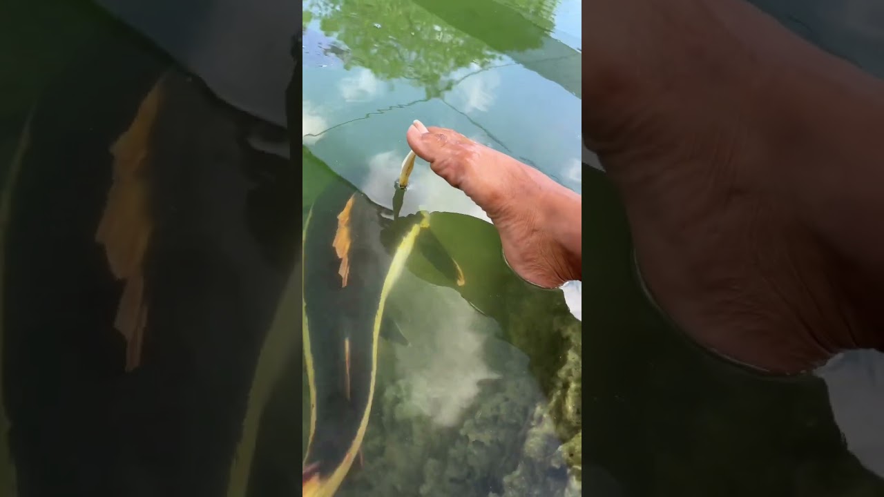 Feeding fish with feet