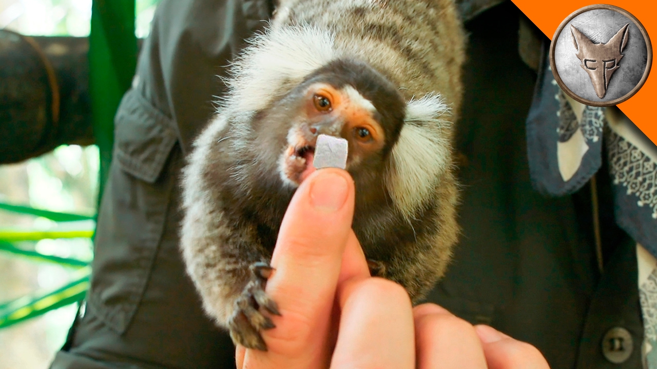 Tiny monkeys go wild for marshmallows