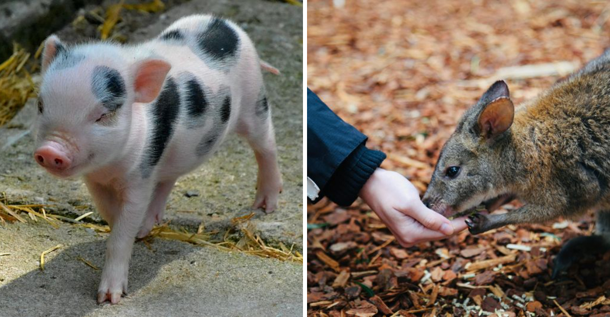 13 Unusual Pets For People Who Play By Their Own Rules